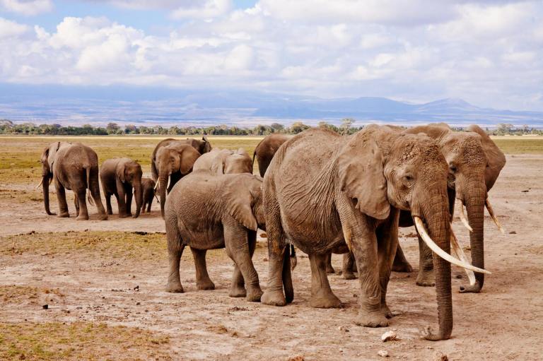 10 Amazing Facts About Elephants You Didn’t Know – Ashes on Air